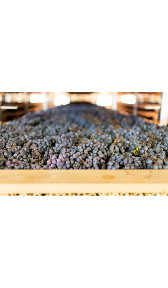 Méthode de vinification appassimento à succès en Belgique