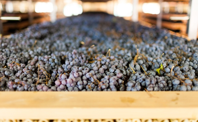 Méthode de vinification appassimento à succès en Belgique